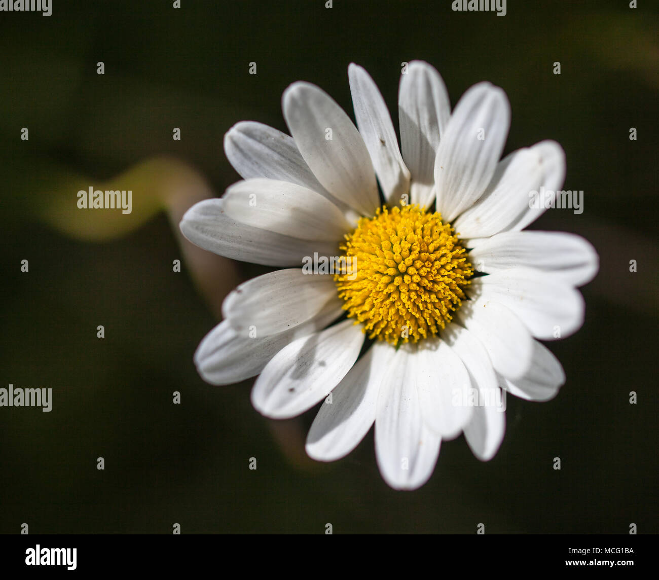 Early_morning hi-res stock photography and images - Alamy
