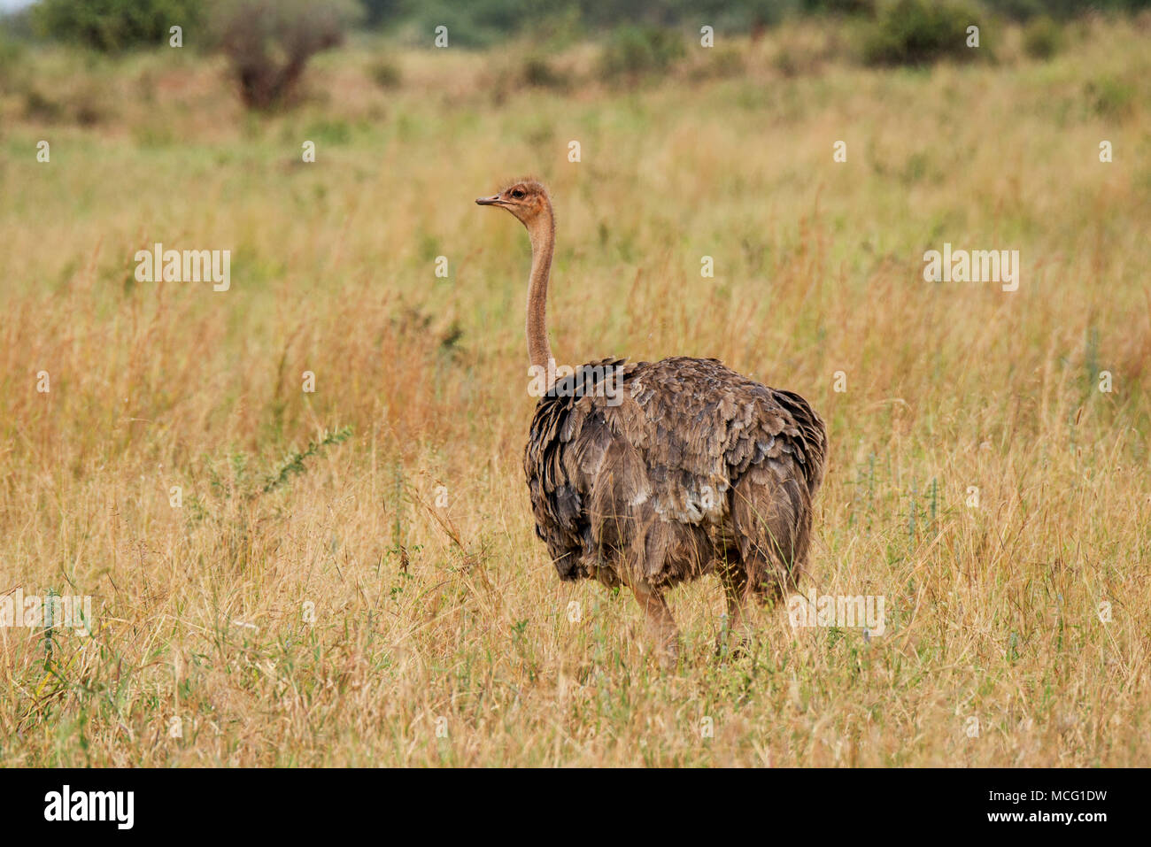 Back view of african ostrich hi-res stock photography and images - Alamy