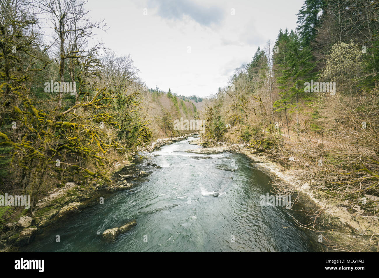 mossy trees on the river doubs near saut du doubs waterfall switzerland ...