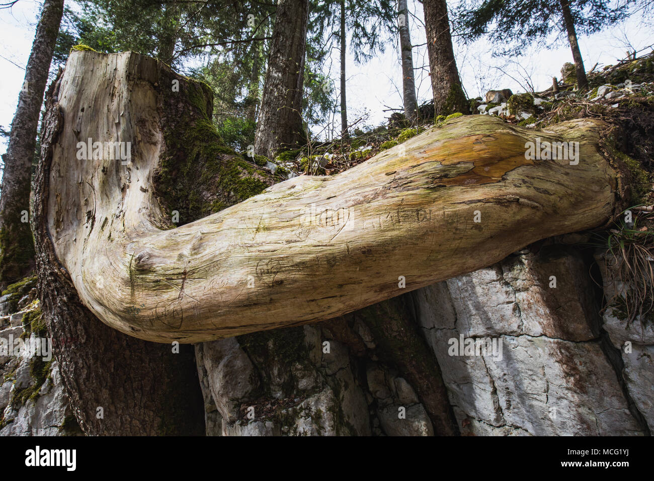 Scratched signs in a big root near saut du doubs waterfall switzerland ...