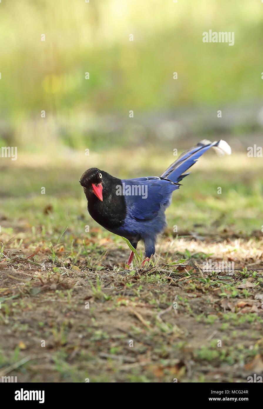 Magpies bird hi-res stock photography and images - Alamy