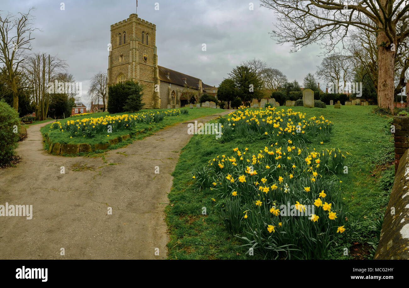 St Etheldreda's Church and churchyard with blooming daffodils in ...