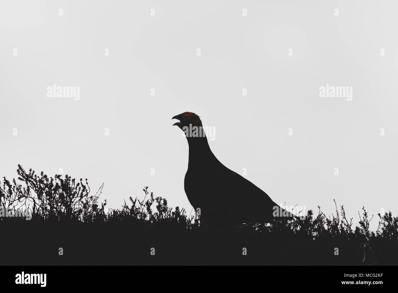 Ilkley moor bird hi-res stock photography and images - Alamy