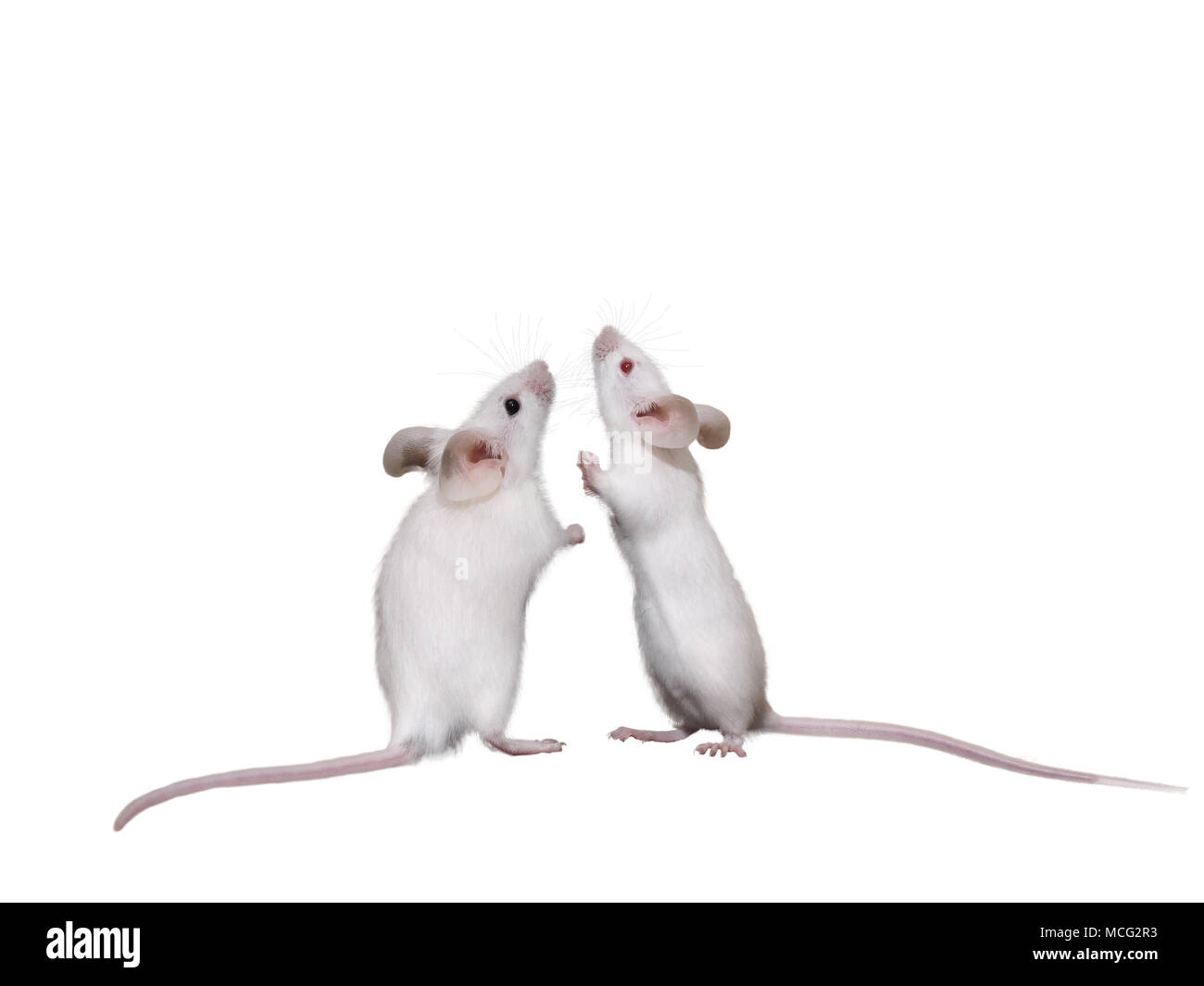 Two lovely white mice. Rodents isolated on white background Stock Photo ...