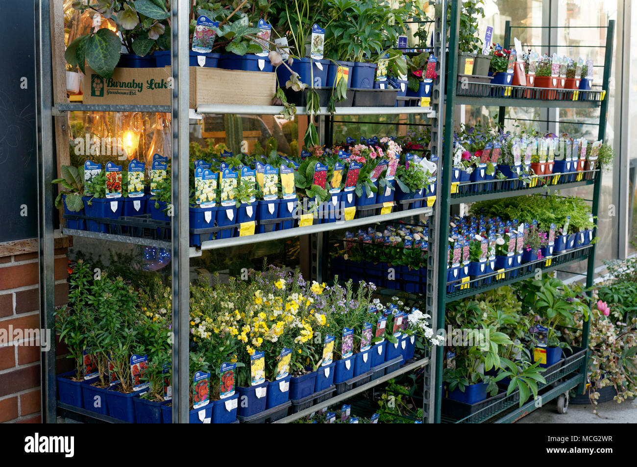 Seedlings for sale hi-res stock photography and images - Alamy