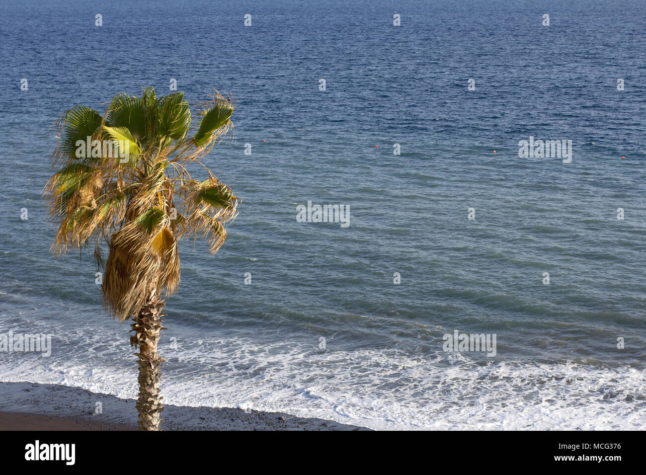 Formosa palm hi-res stock photography and images - Alamy