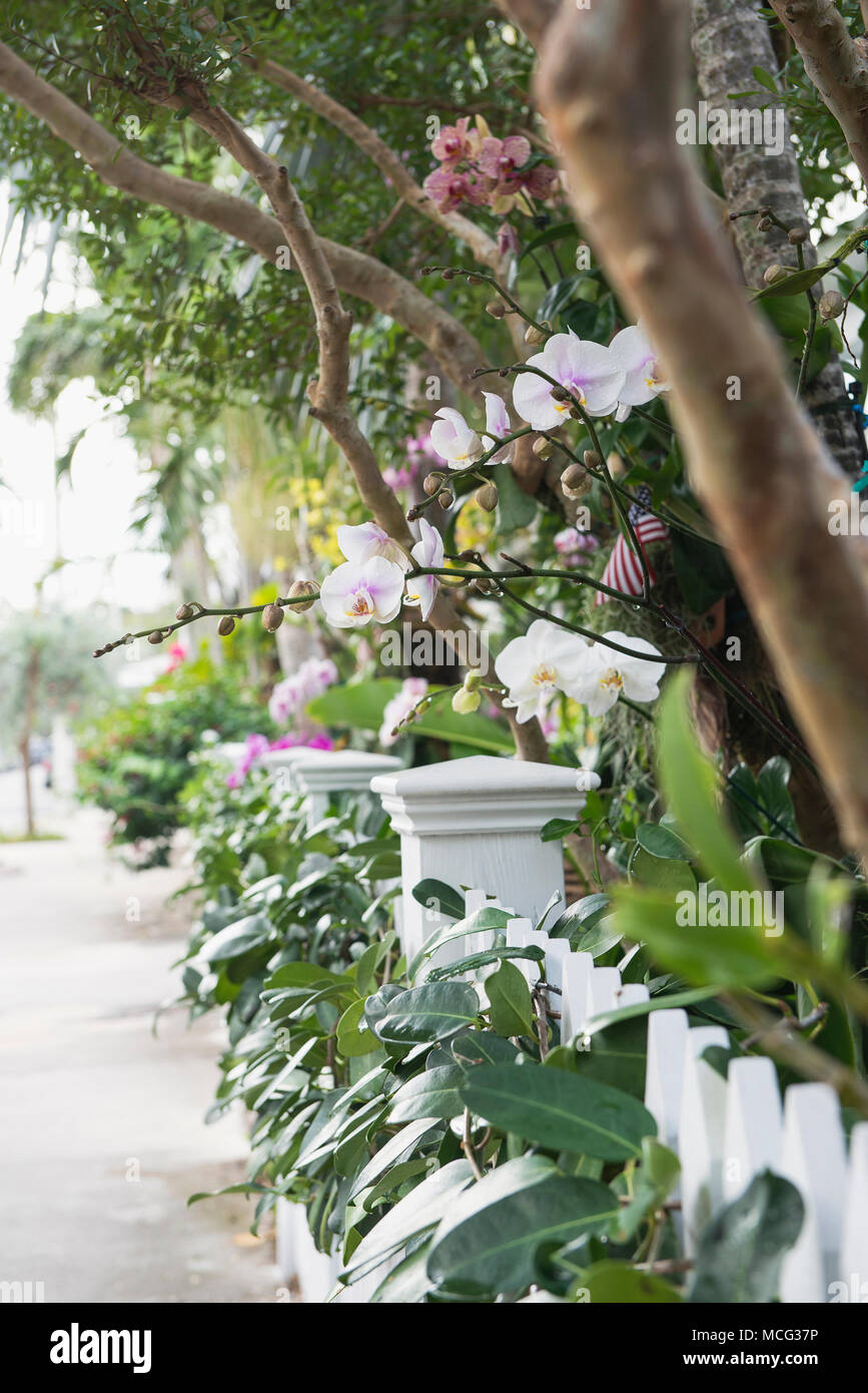 Flower key west hi-res stock photography and images - Alamy