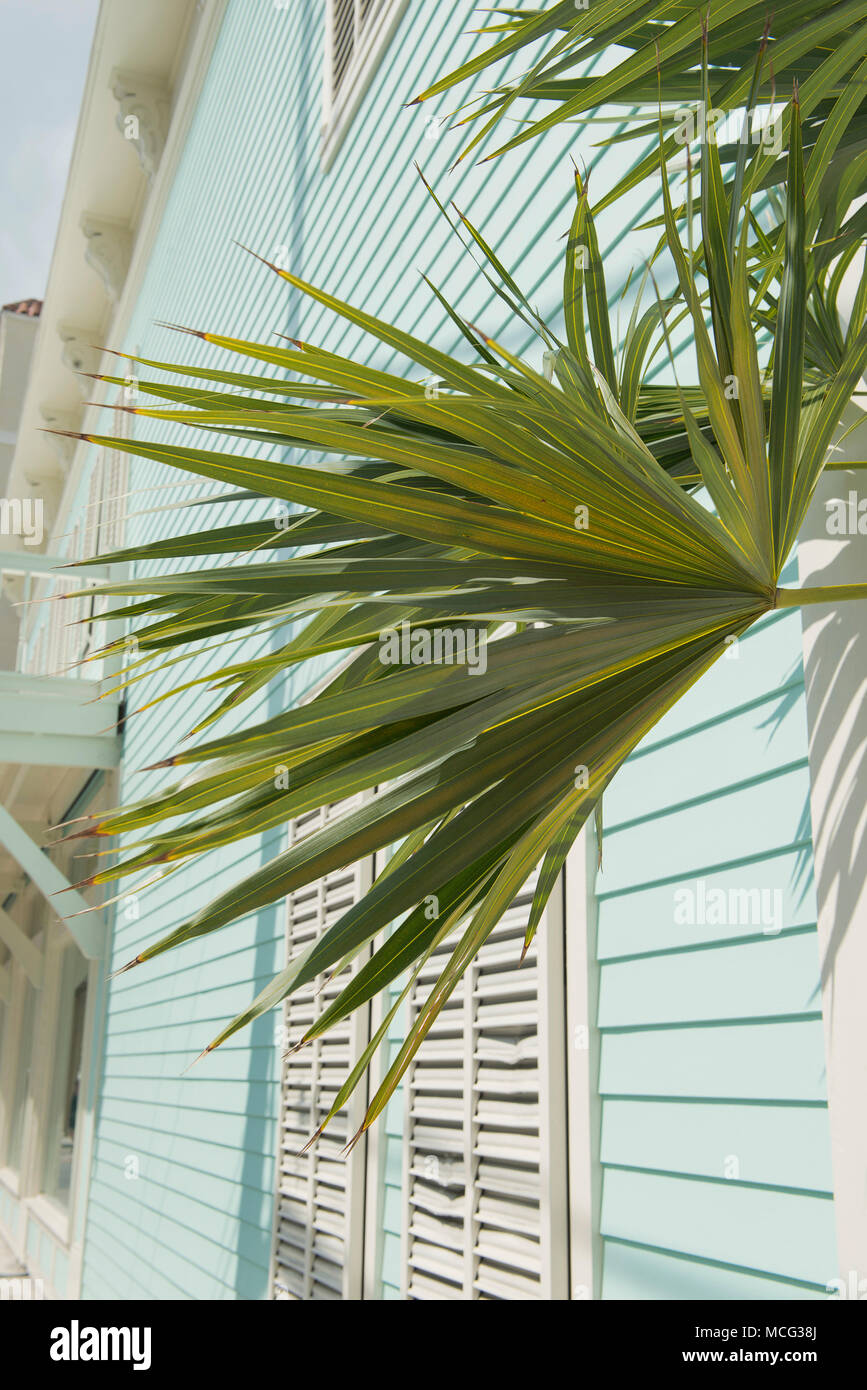 A palm tree and blue wall in Key West, Florida Stock Photo - Alamy