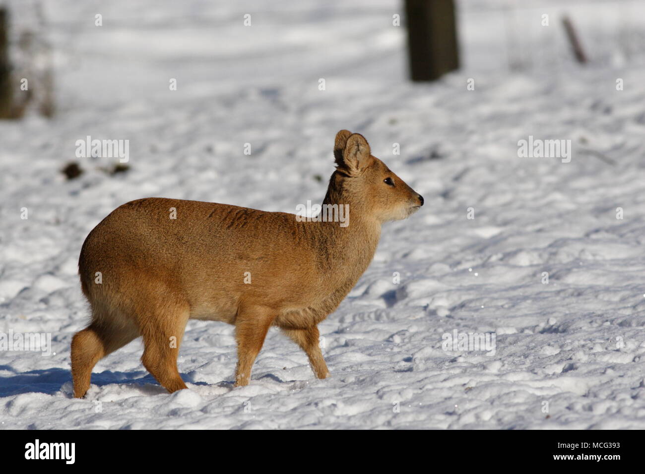 Chinese Water Deer (Roe) walking through snow Stock Photo - Alamy