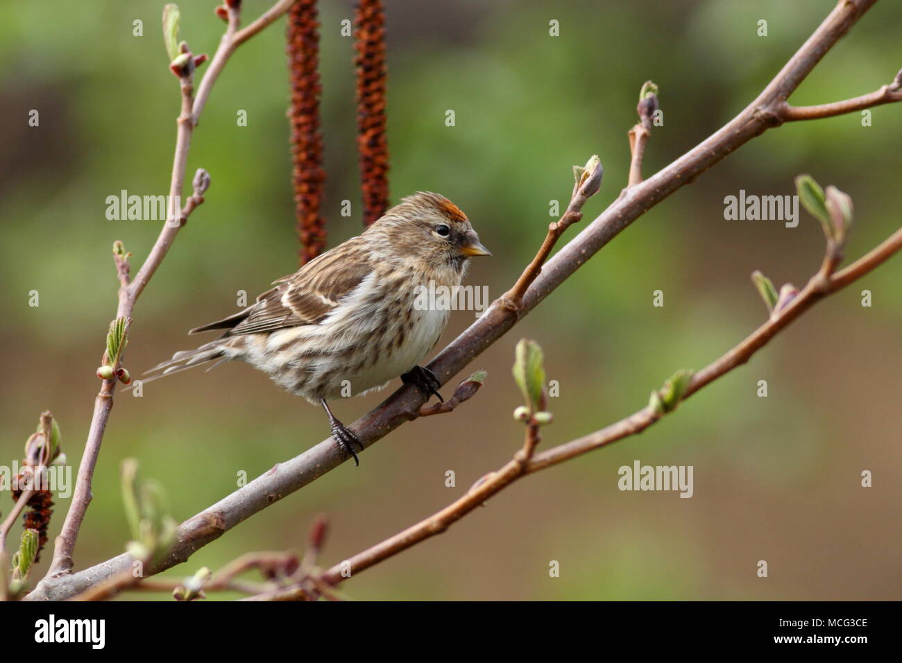 Female Lesser Redpoll Stock Photo - Alamy