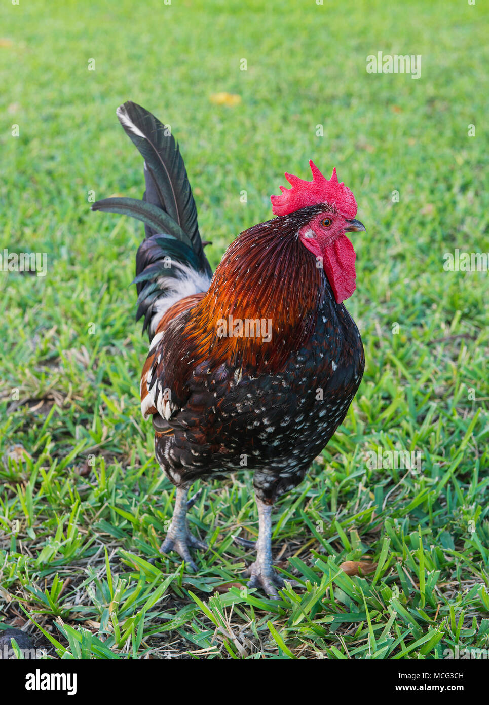Gypsy bird hi-res stock photography and images - Alamy