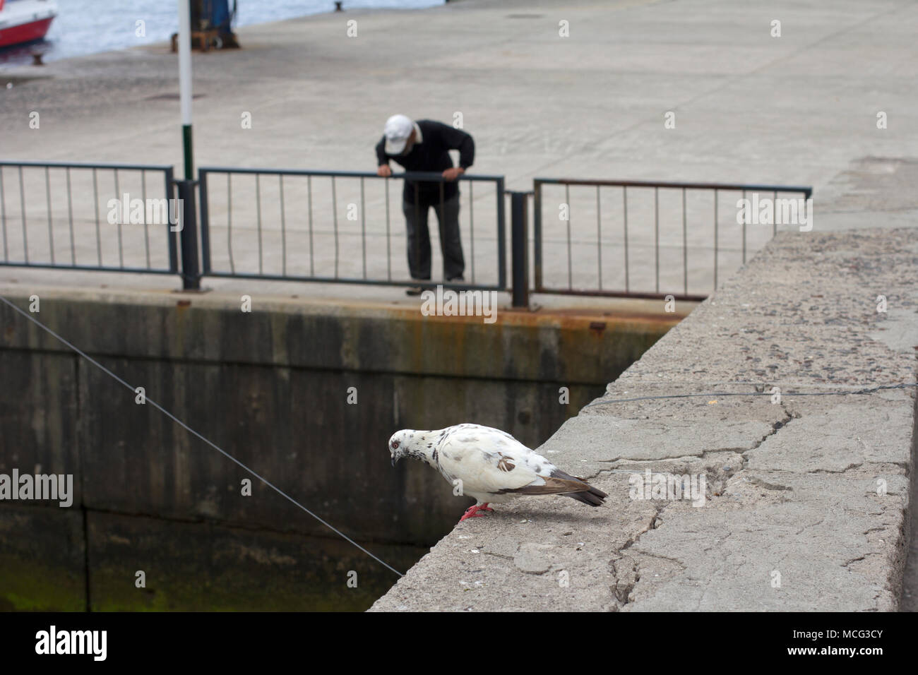 Pigeon man hi-res stock photography and images - Alamy