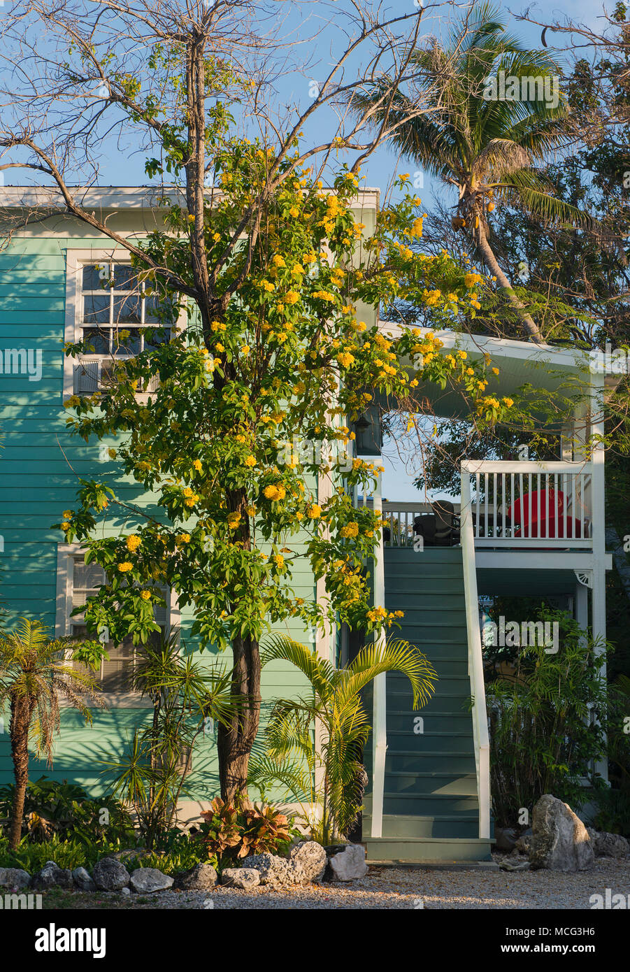 Key west plant hi-res stock photography and images - Alamy