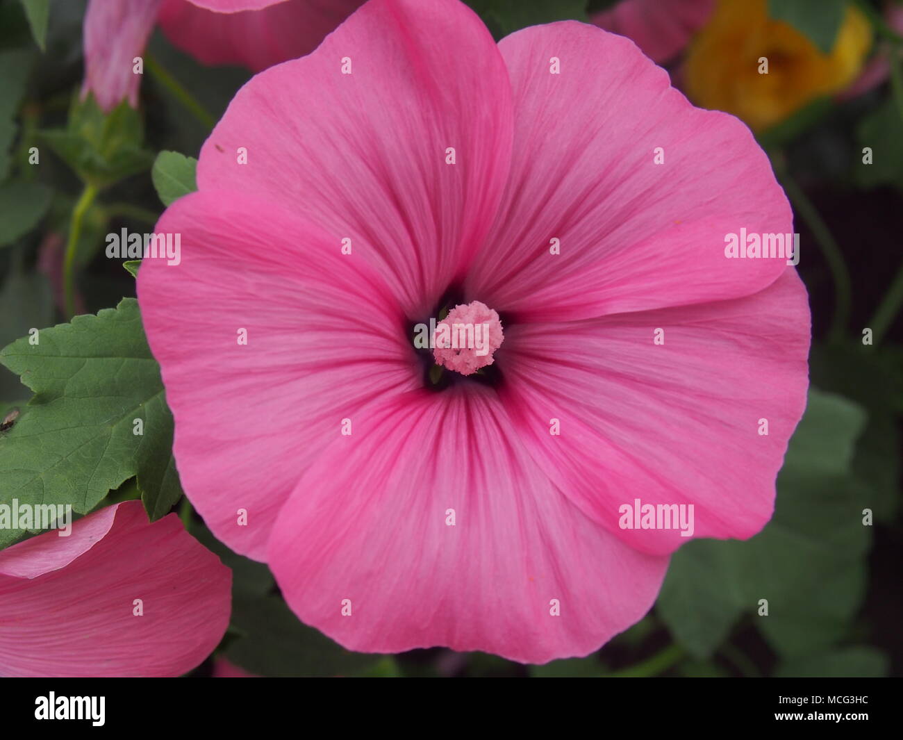 Bud of flower of lavatera. Petals and stamens are purple. Close up ...
