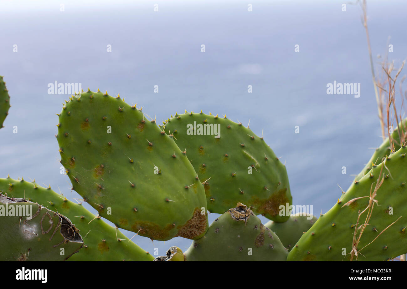 Thorn cucumber hi-res stock photography and images - Alamy