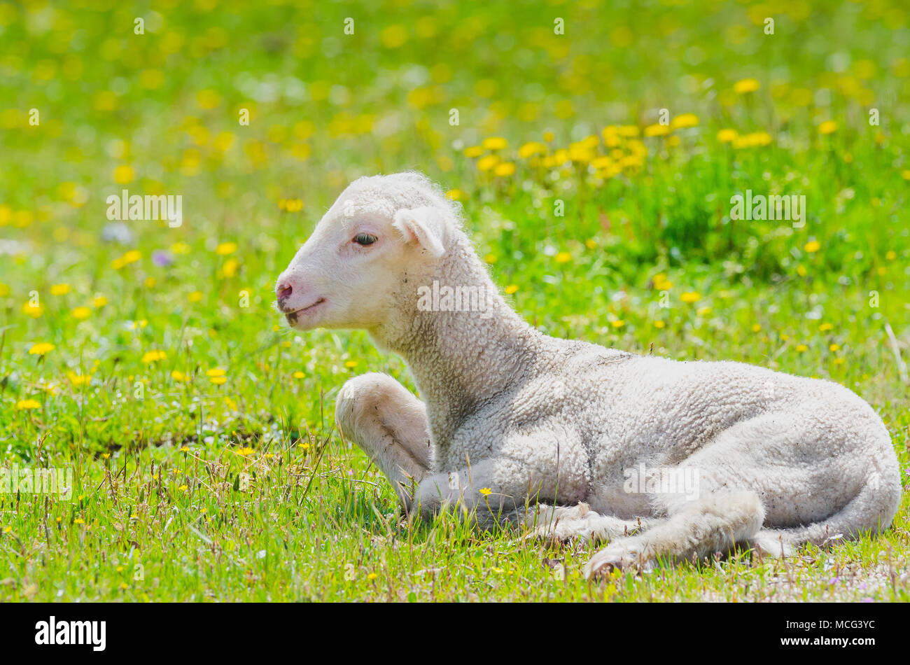 Baby lamb lying down hi-res stock photography and images - Alamy