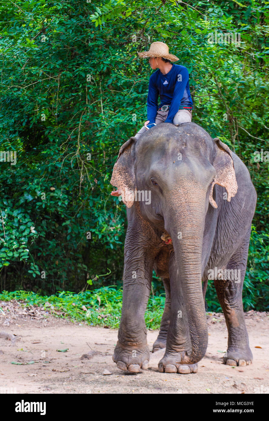 Cambodian man riding an Elephant at the Angkor Thom in Siem Reap ...