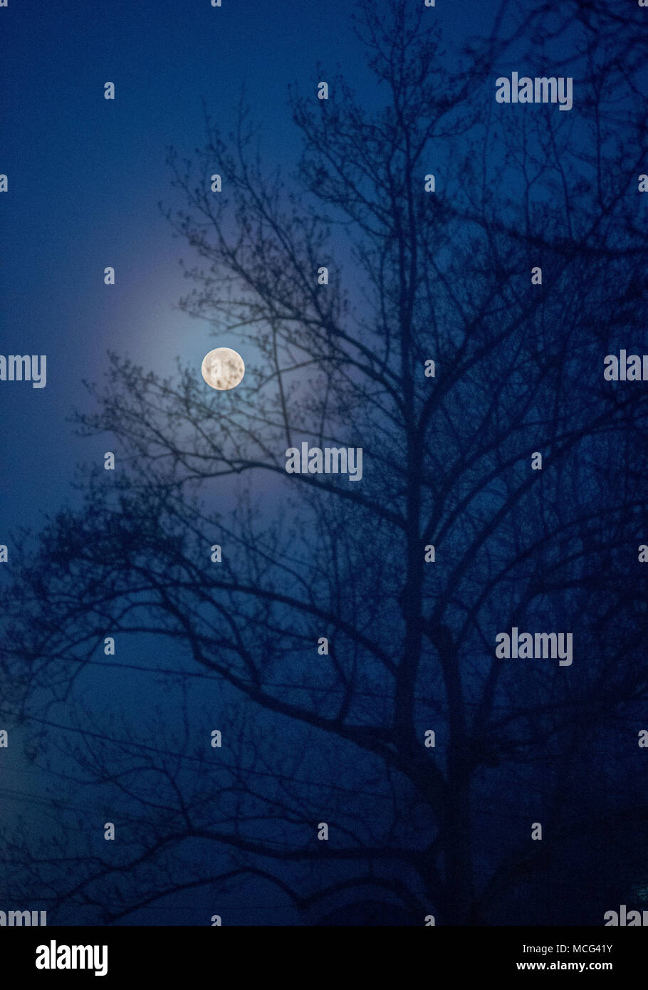 Moon Through Tree Branches High Resolution Stock Photography and Images ...