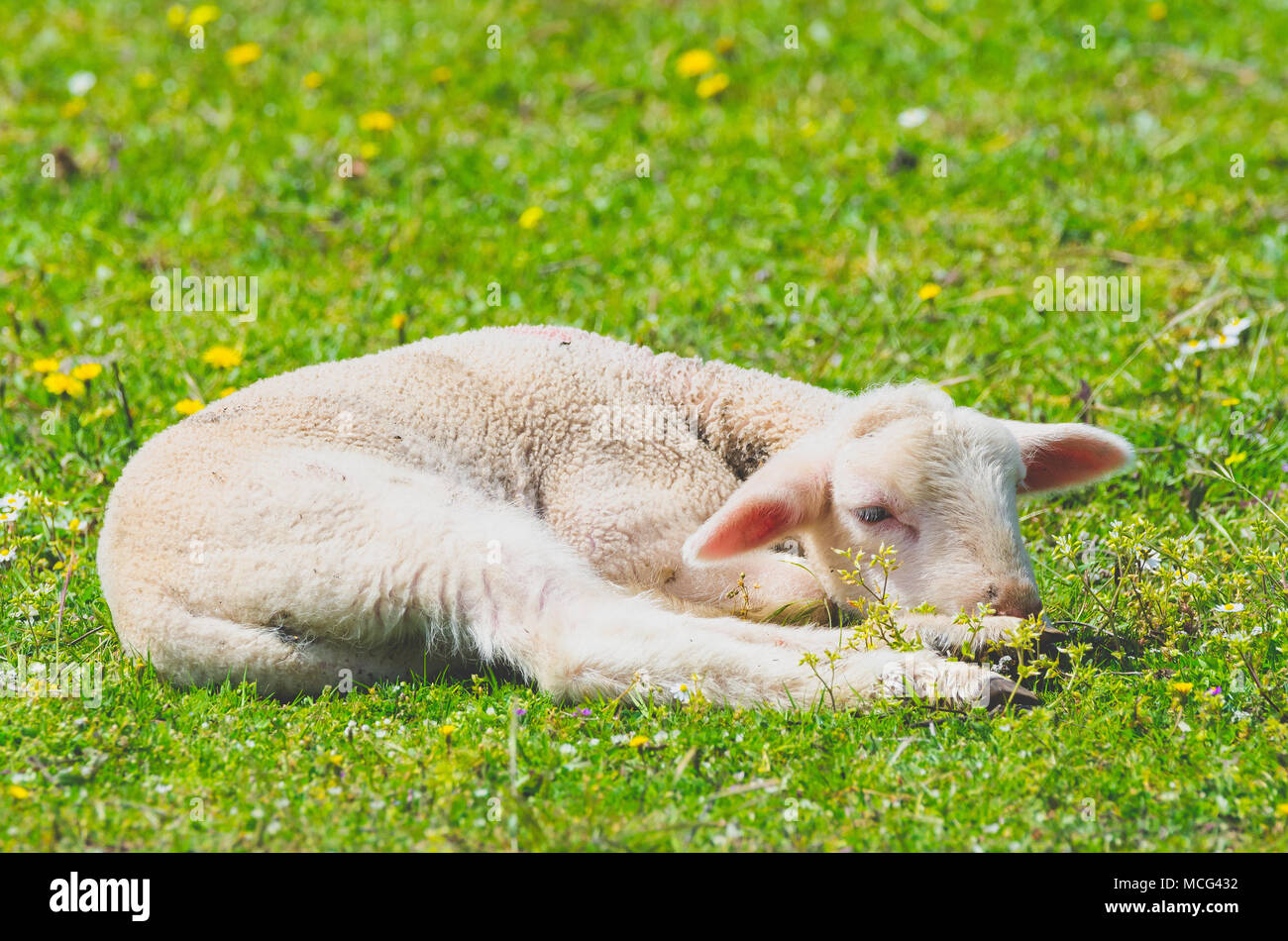 Baby lamb lying down hi-res stock photography and images - Alamy
