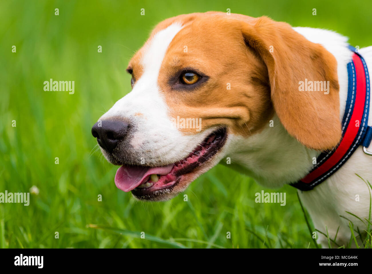 Dog Beagle head portrait left profile on a green background outdoor in ...