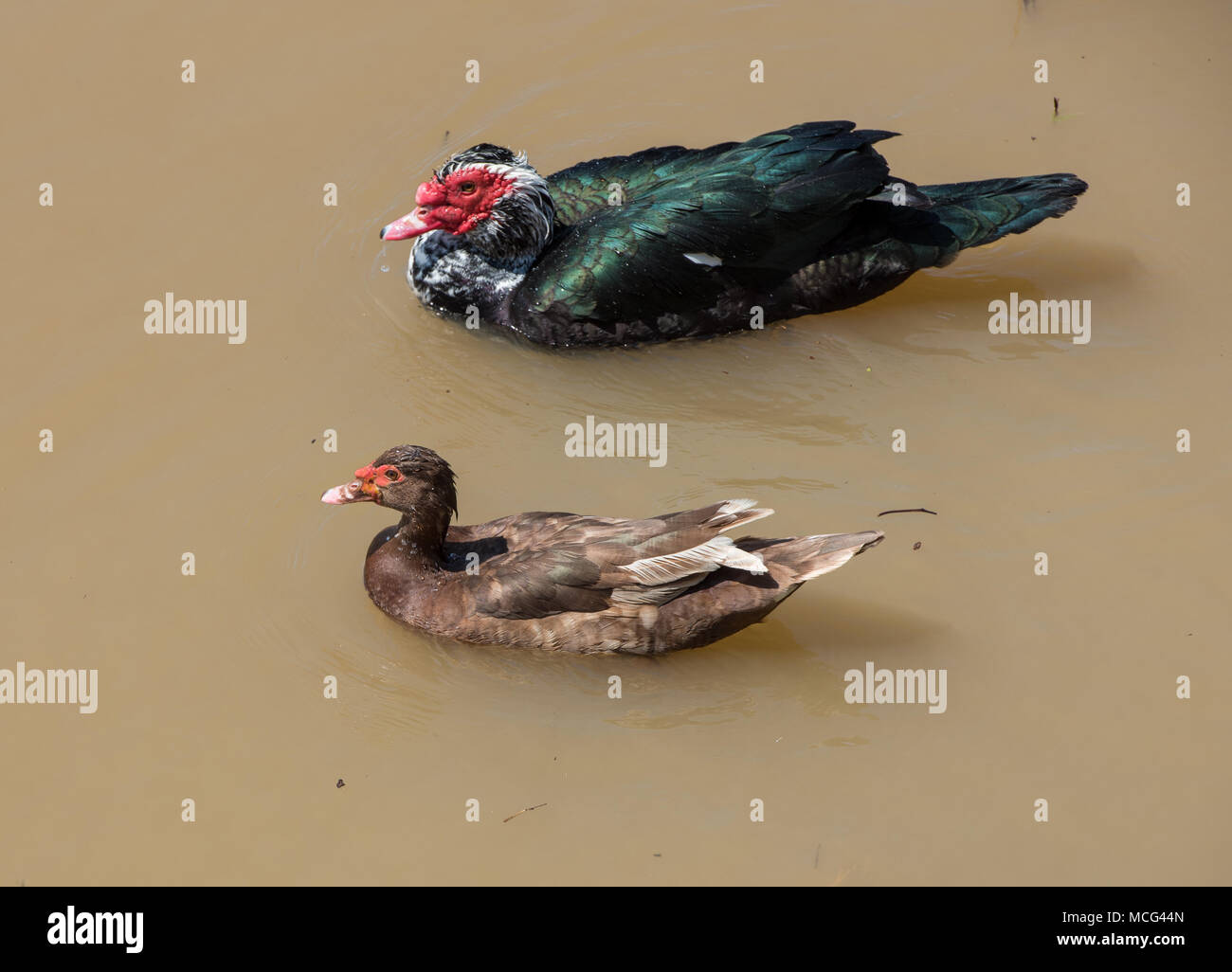 Female Black Duck High Resolution Stock Photography and Images - Alamy