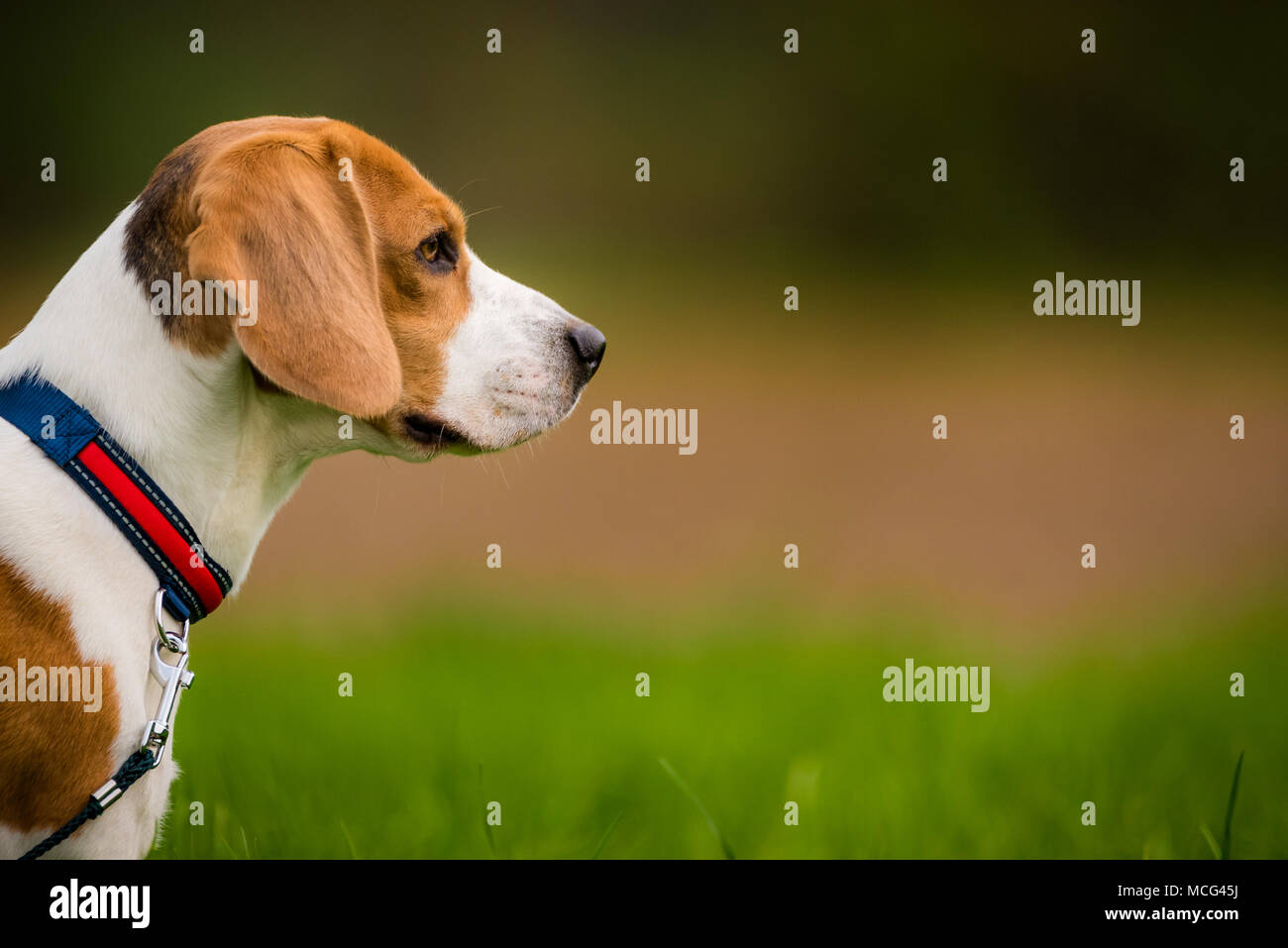 Dog Beagle head portrait right profile on a green background outdoor in ...