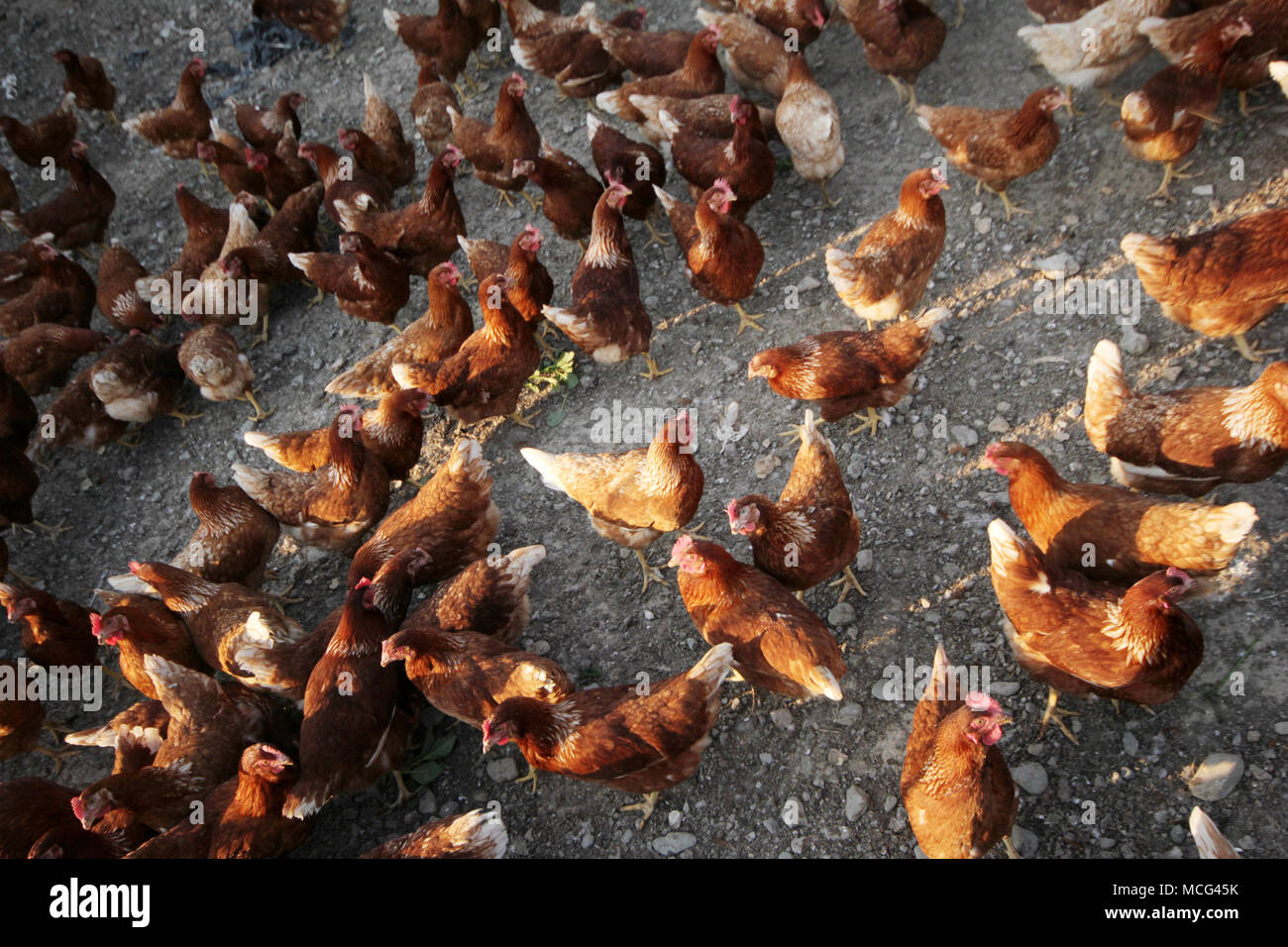 Hens in the henhouse Stock Photo - Alamy