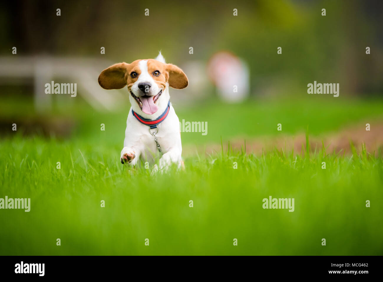 Dog jumping through grass hi-res stock photography and images - Alamy