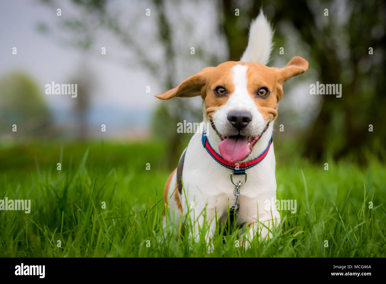 Dog Beagle with tongue out on a green field in a spring towards camera ...