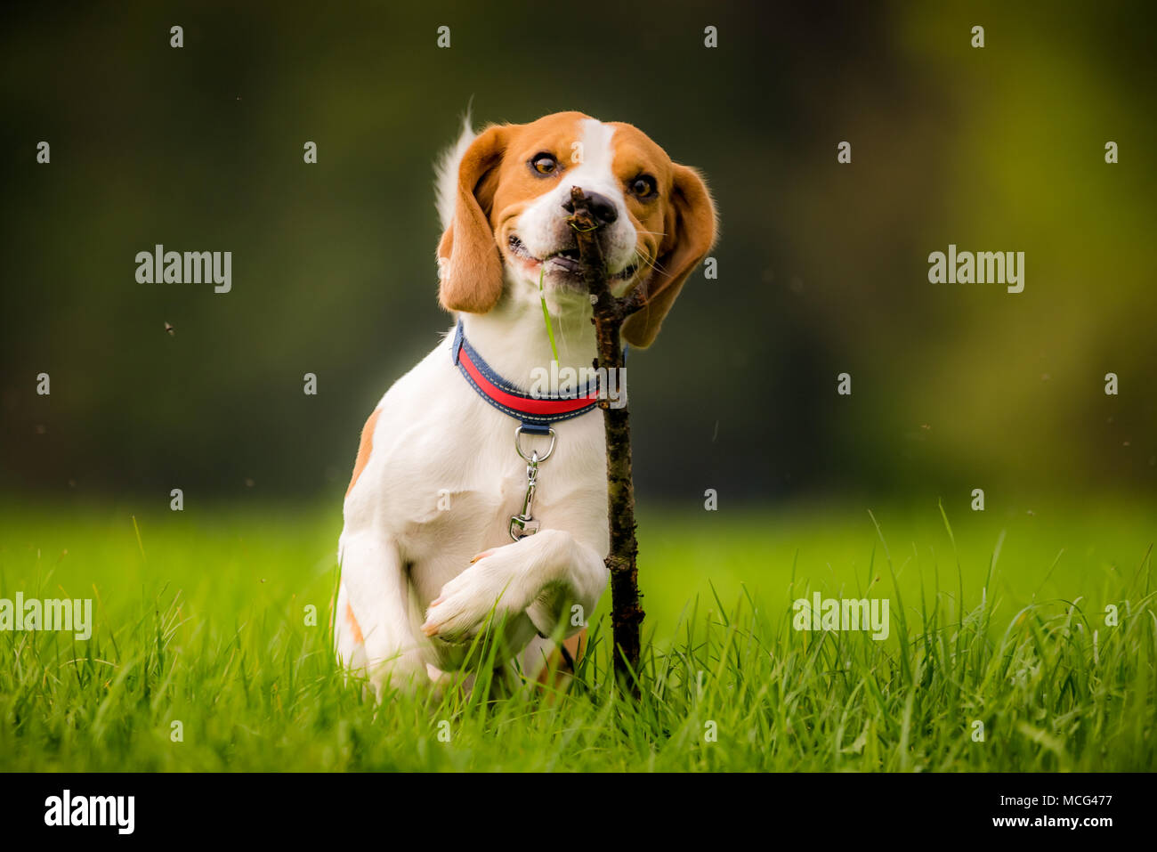 Dog Beagle with a stick on a green field during spring runs towards ...