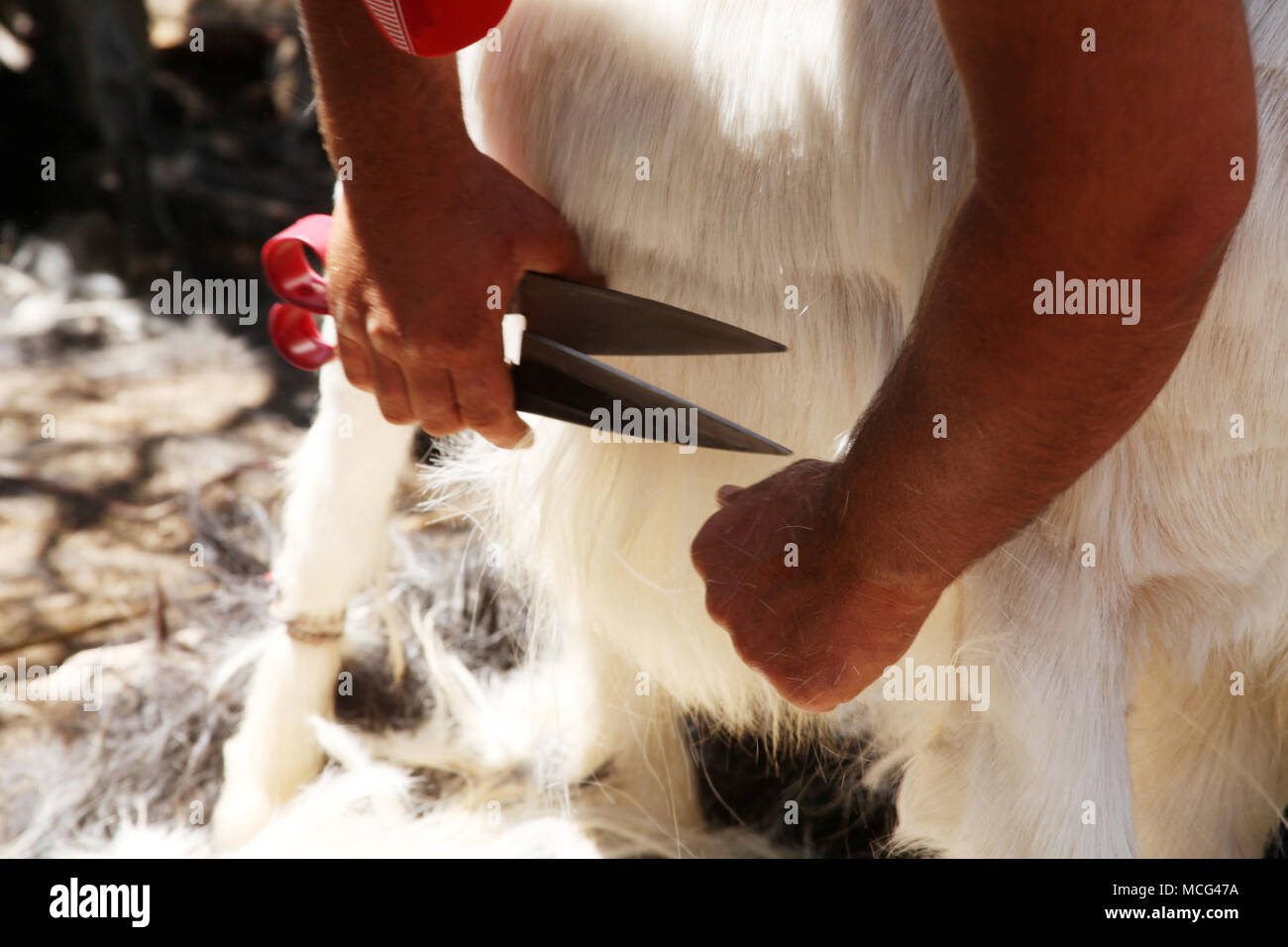 Farmer cutting wool hi-res stock photography and images - Alamy