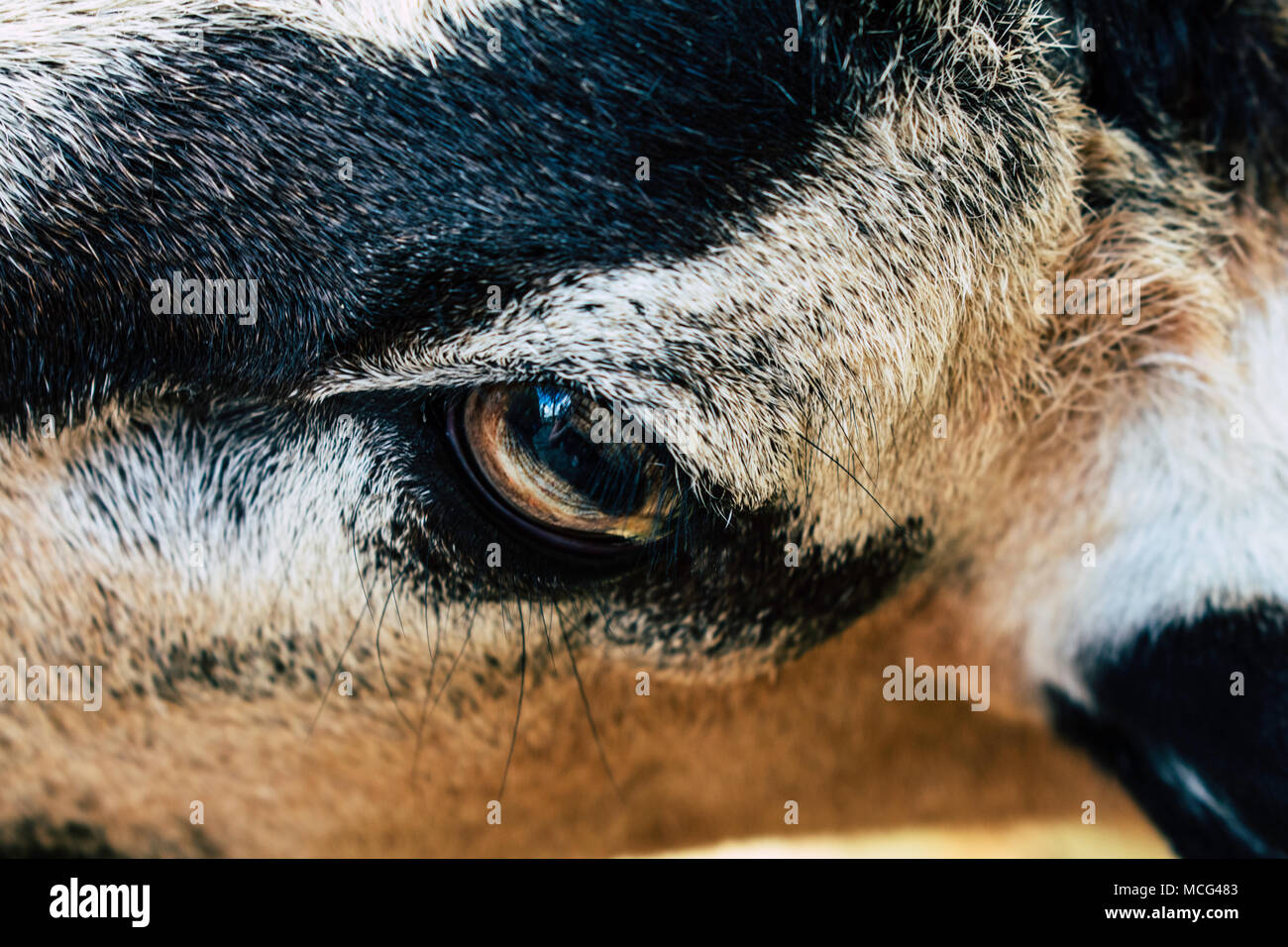 Goat eye hi-res stock photography and images - Alamy