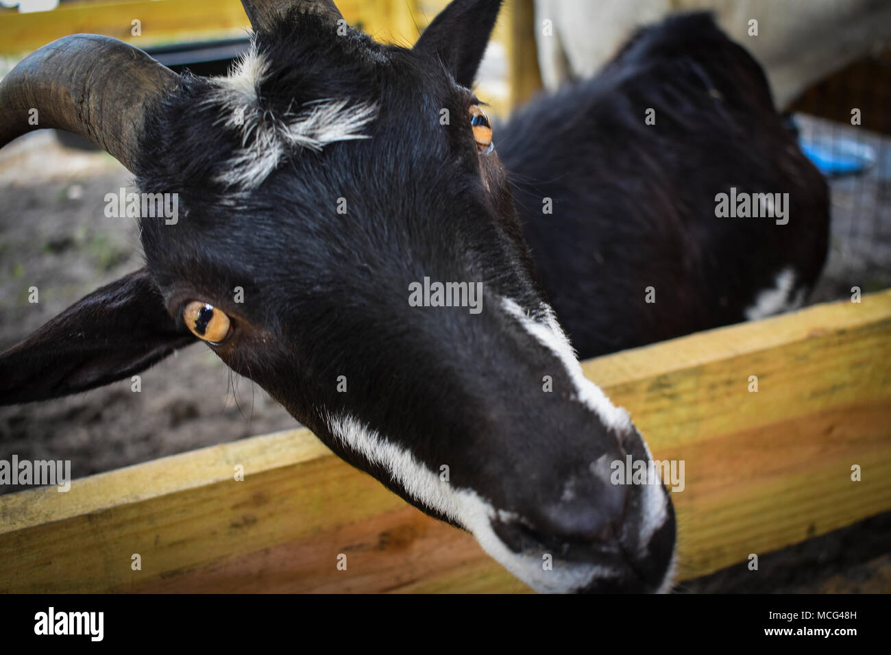 Goat Eye Close Up High Resolution Stock Photography and Images - Alamy