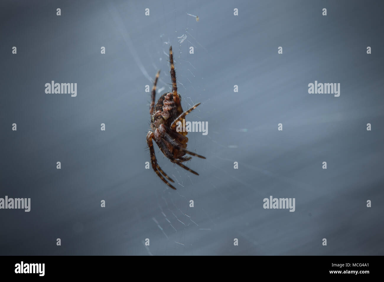 spider in a spider's web Stock Photo - Alamy