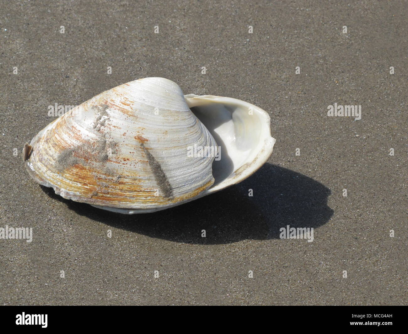 Clam shell hi-res stock photography and images - Alamy