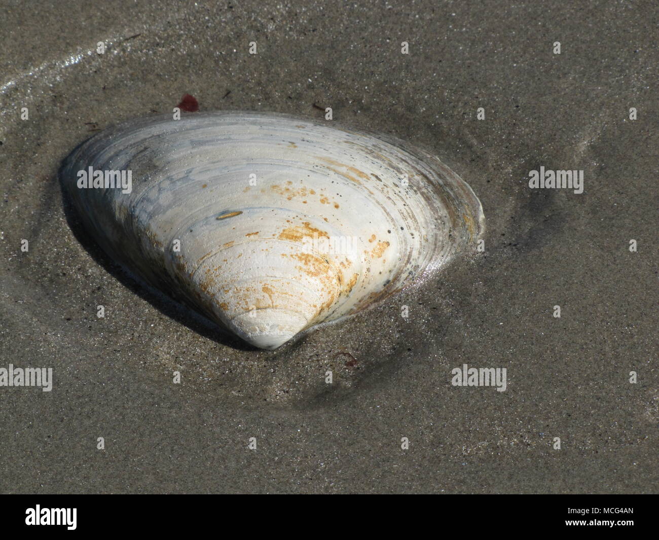 Clam shell at Long Beach, Lower East Chezzetcook, Nova Scotia, Canada ...