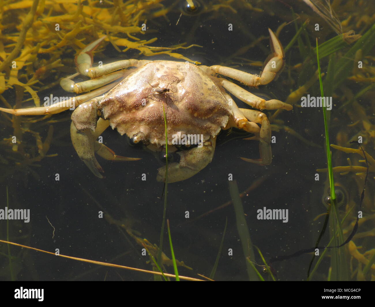 Canada crab hi-res stock photography and images - Alamy