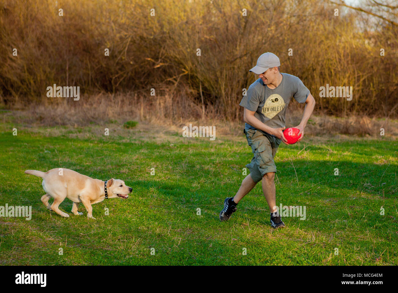 The man trains the dog. Educating dog. Play with a pet. Dog handler ...