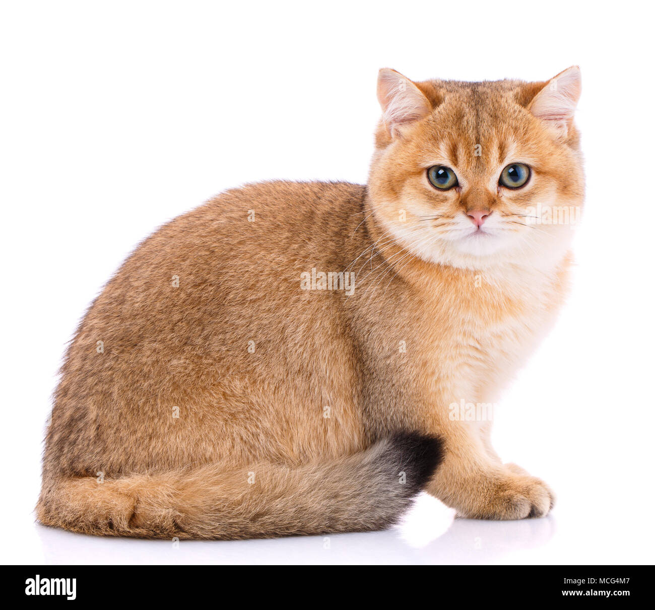 Smooth straight Scottish Cat Stock Photo - Alamy