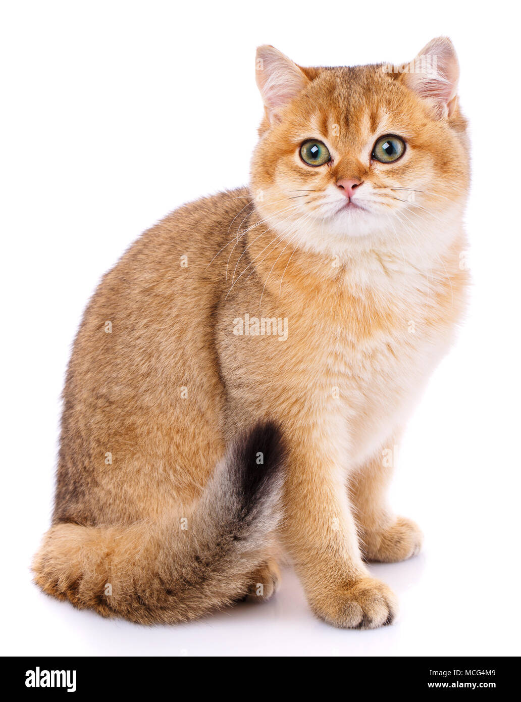 Scotch breed hi-res stock photography and images - Alamy