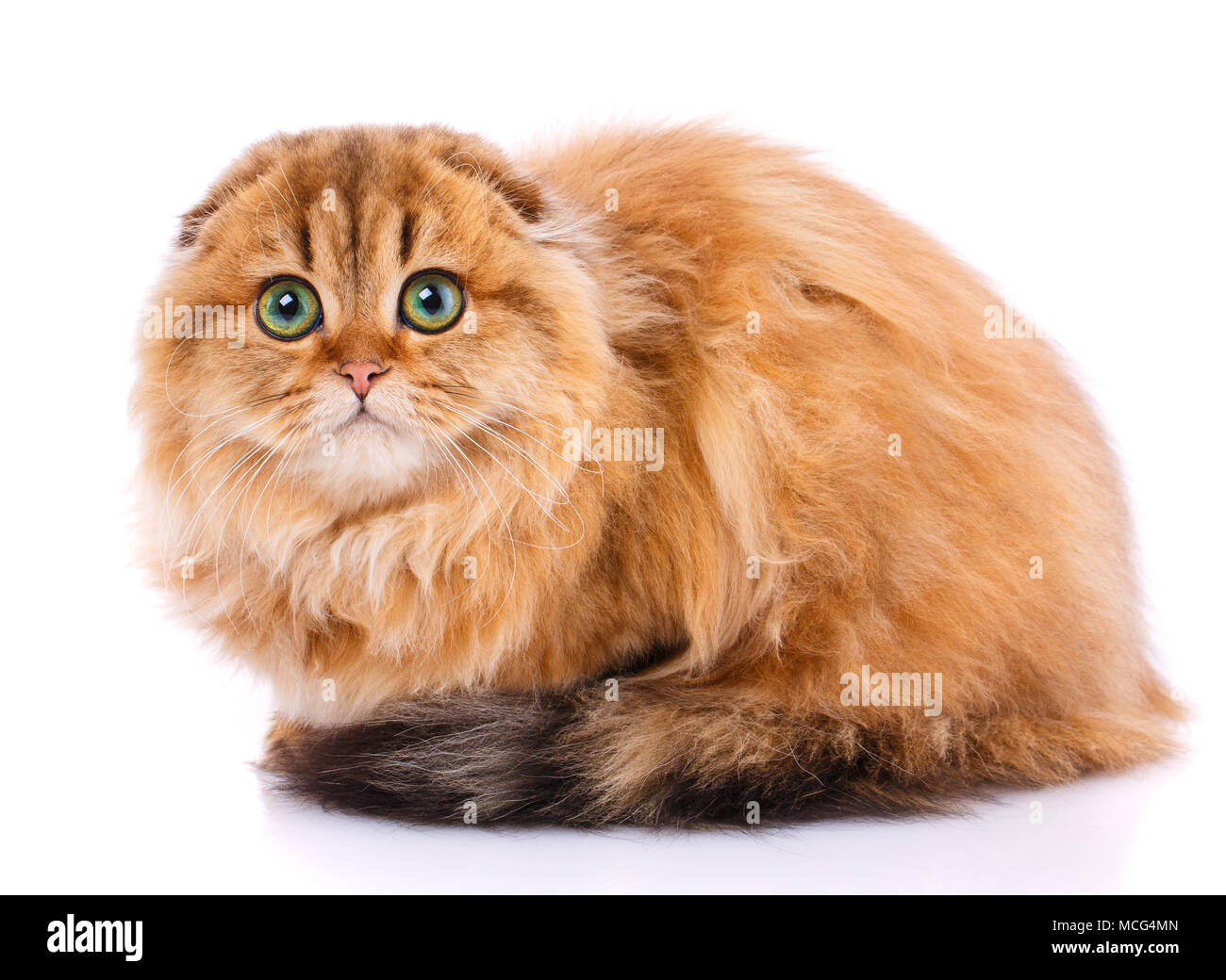 Adorable redhair Scottish Fold. Gold chinchilla Stock Photo - Alamy