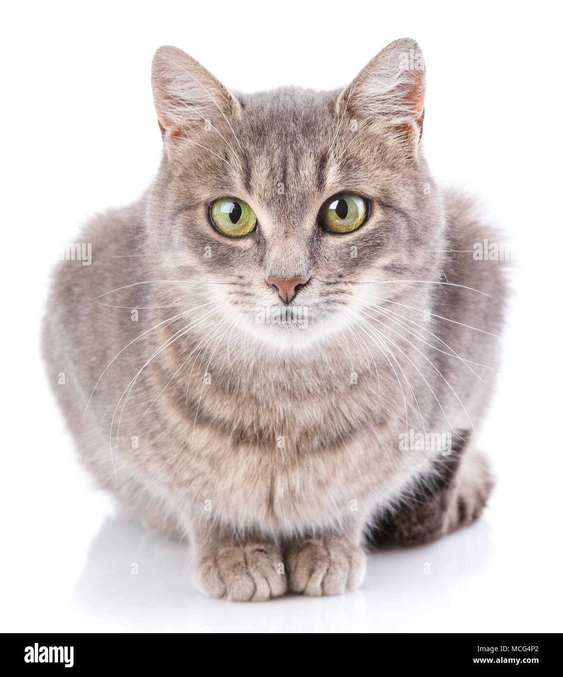 Grey purebred british kitten Cut Out Stock Images & Pictures - Alamy