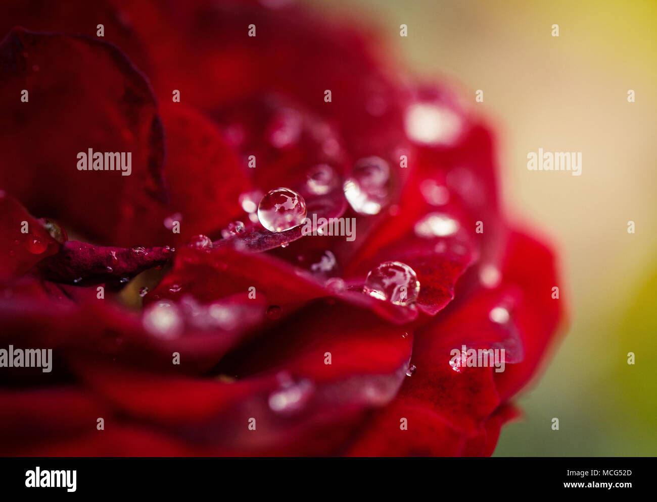 Red rose with water drops Stock Photo - Alamy