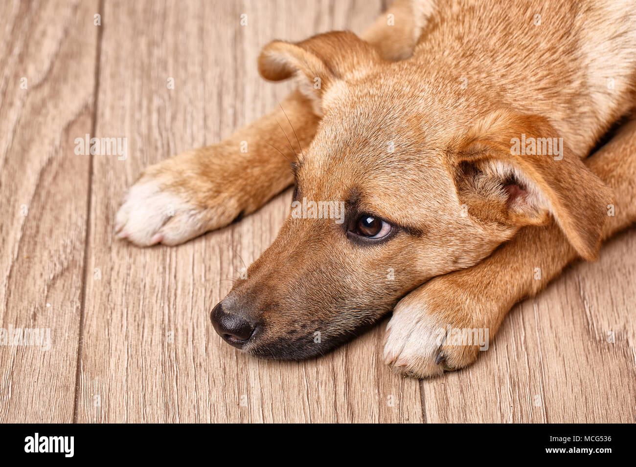 Dog with owner sad hi-res stock photography and images - Alamy