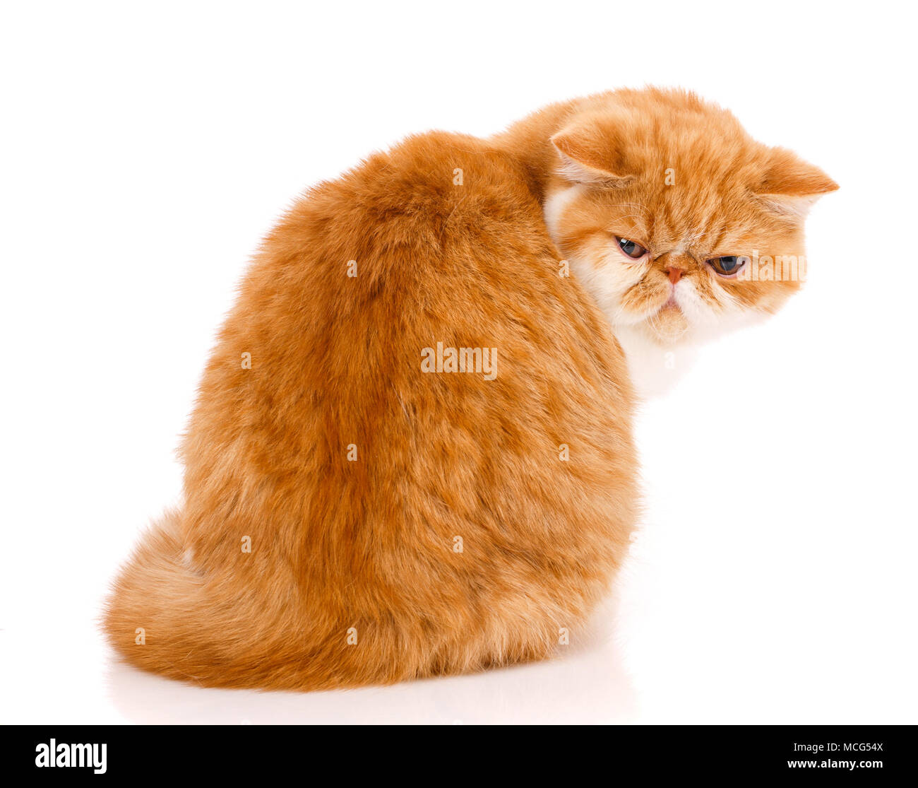 Beautiful, purebred cat. Kitten - portrait of Exotic cat Stock Photo ...