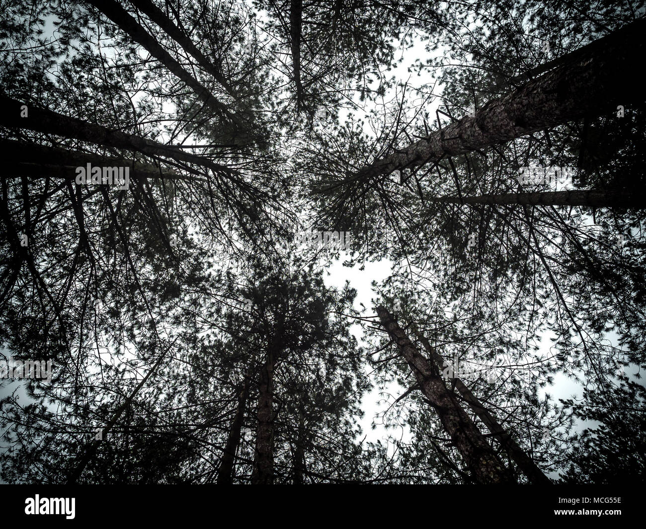 Pine Wood Canopy Stock Photo - Alamy