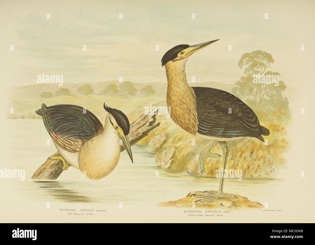 Australian bittern hi-res stock photography and images - Alamy