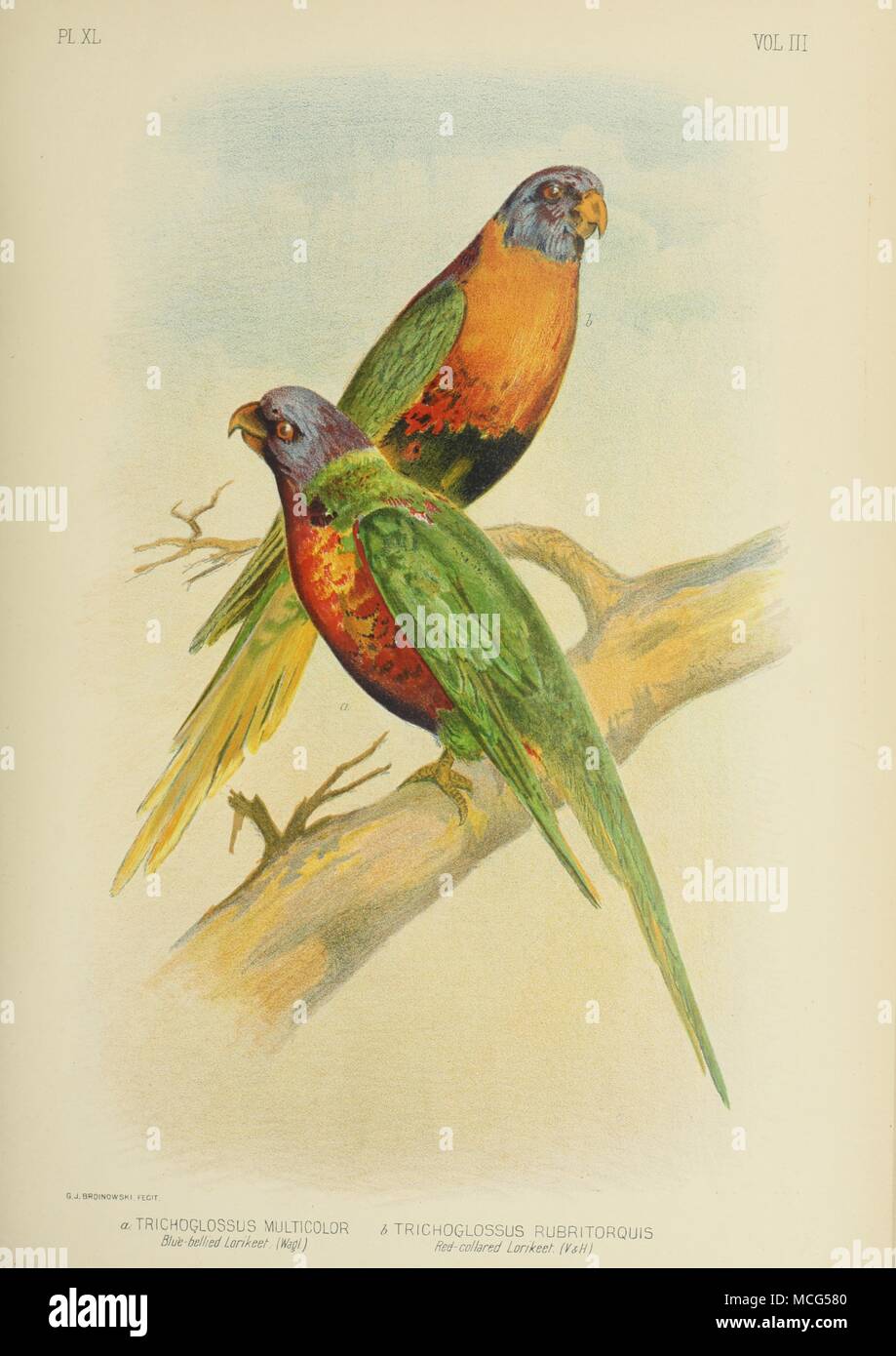 The Birds of Australia 1890 Gracius Broinowsk Red Lorykeet Stock Photo ...