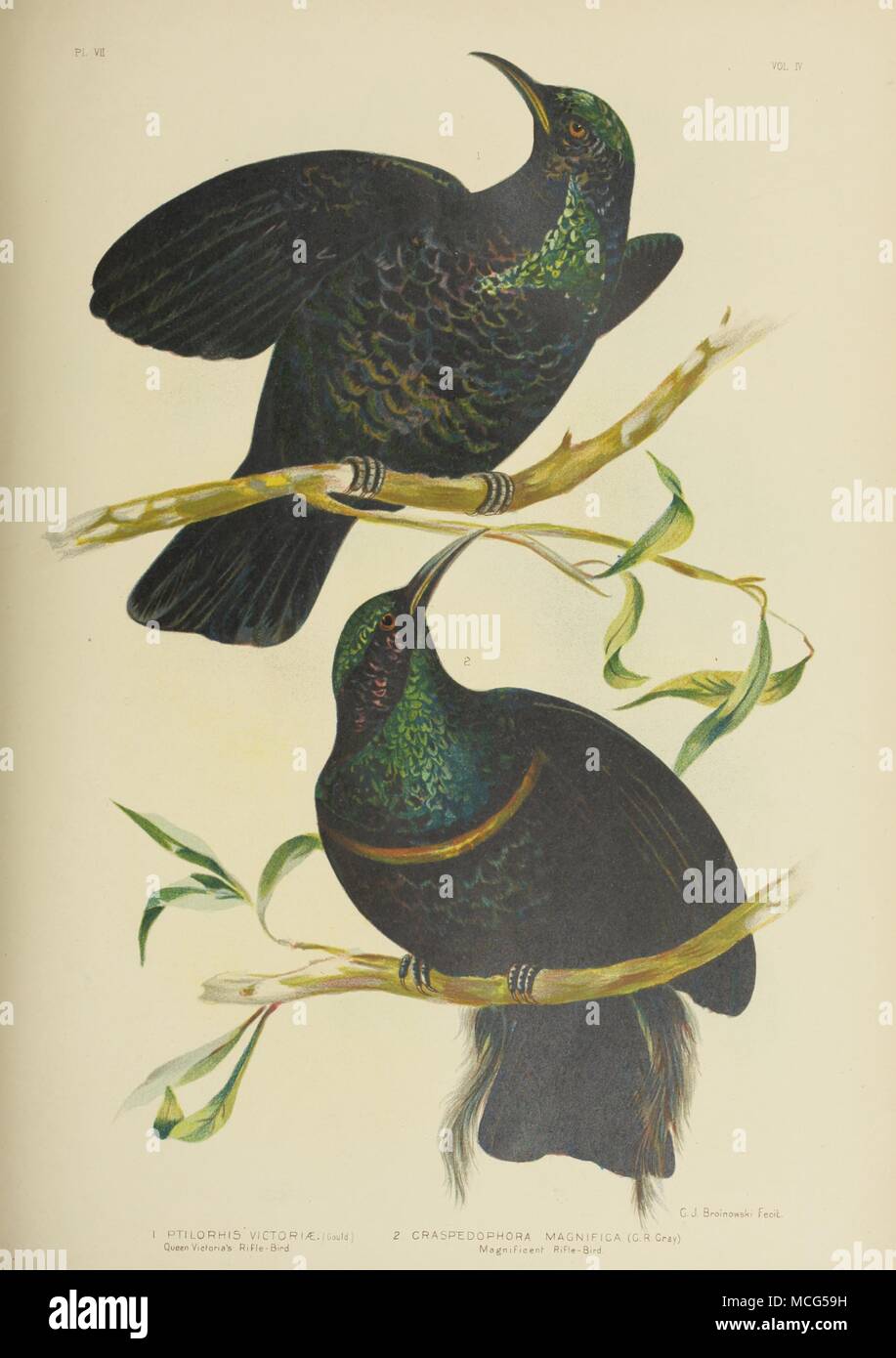 The Birds of Australia 1890 Gracius Broinowsk Rifle Bird Stock Photo ...