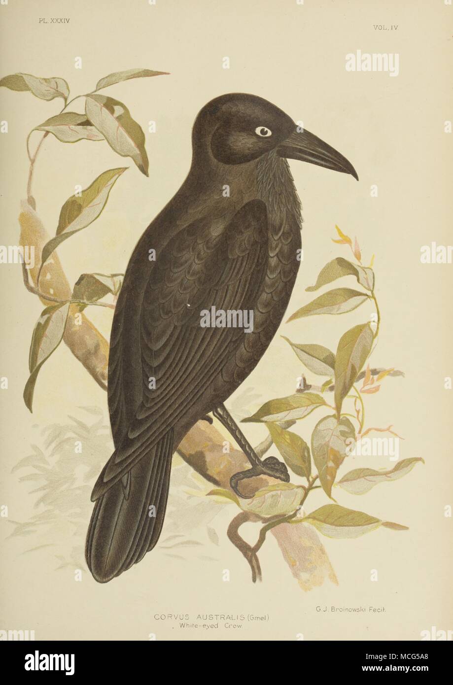 The Birds of Australia 1890 Gracius Broinowsk Crow Stock Photo - Alamy